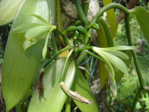 Vanille Bourbon | Cana suc - Gîtes et Chambre d'hôte île de la Réunion